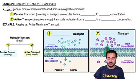 Active Transport Vs Passive Transport Compare And Contrast Free Word