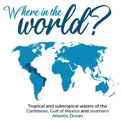 Southern Stingray Layton Aquarium And Wildlife Encounters