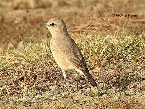 Wheatear Birdforum