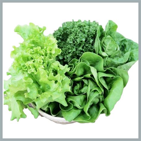 무농약 유럽샐러드 유러피안 1kg 로메인상추 카이피라 버터헤드 등 모듬샐러드채소 1688090149 단골마트닷컴