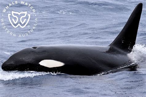Killer Whale Dorsal Fin Whale Watch Western Australia