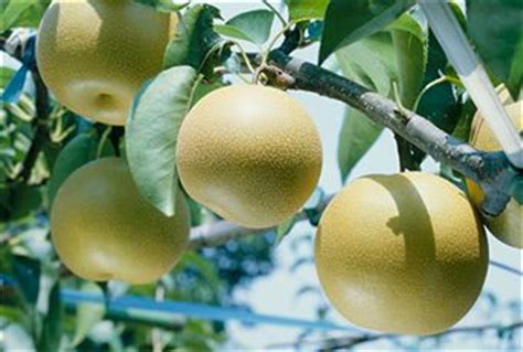 Pear Tree Pruning Why When And How Home N Gardening Tips