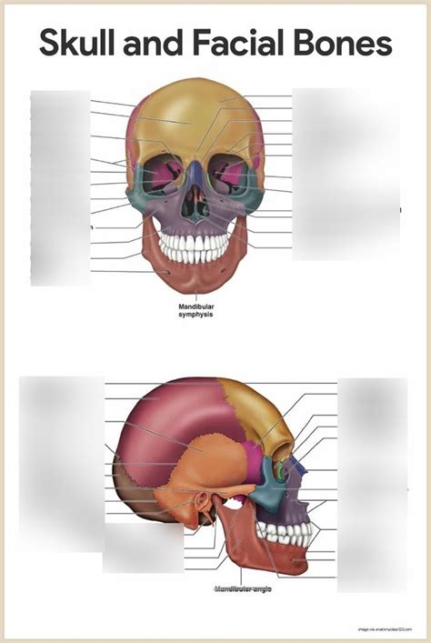 Facial Bones Diagram Quizlet