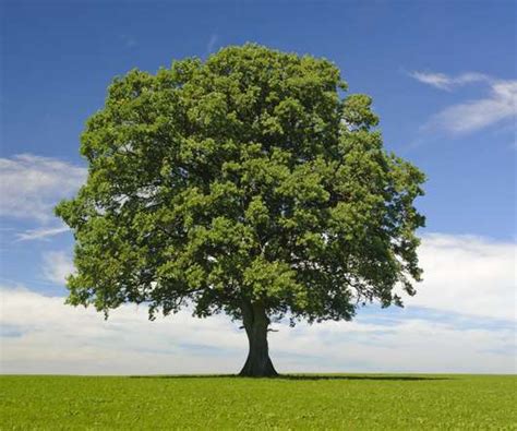 Decision Trees Data Science Current