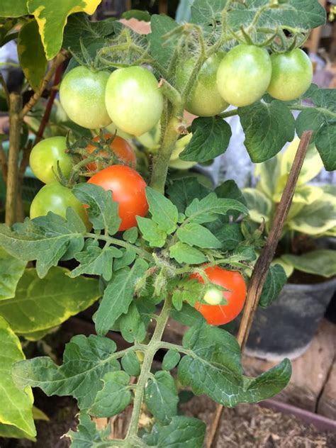 ☘️ใครรอต้นกล้า งอกเงยดี ไมโคร ออร์แกนิค ฟาร์ม By มาดามดอย