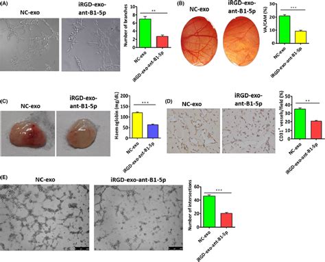 Anti‐vm And Anti‐angiogenic Effects Of Irgd‐exo‐antagomir‐bart1‐5p In