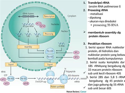 Komponen Struktur Fungsi Dan Pembentukan 1 Pptx