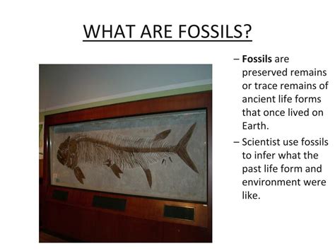 PPT The Fossil Record PowerPoint Presentation Free Download ID 5434428