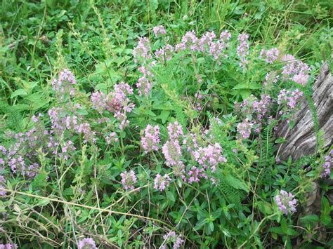 Сорта и виды тимьяна с фото и описанием