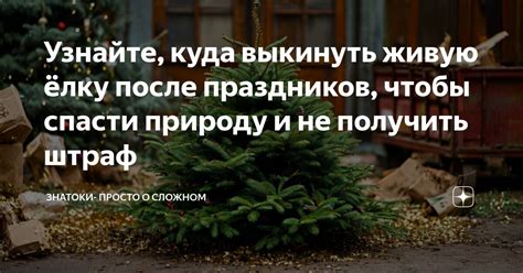 Узнайте куда выкинуть живую ёлку после праздников чтобы спасти природу и не получить штраф