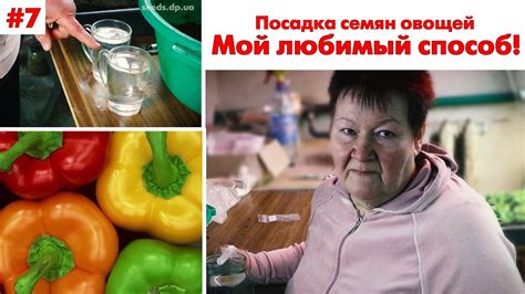 Посев семян овощей Любимый способ Youtube