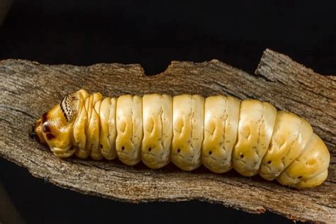 What Is Witchetty Grubs Bush Tucker One Of The Must Try Foods In