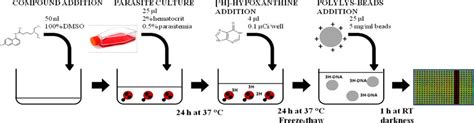 Scheme Of The [ 3 H]hypoxanthine Based Scintillation Proximity Assay Download Scientific
