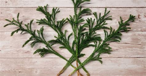Princess Pine Clubmoss For Terrarium Vivarium Fairy Garden Shade