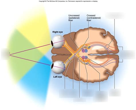 Bio 201 Visual Projection Pathway Image2 Diagram Quizlet