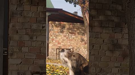 Хатсан Альфа с газовой пружиной. обзор меткосьти. Ноябрь 2020 - YouTube