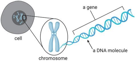 Chromosomes