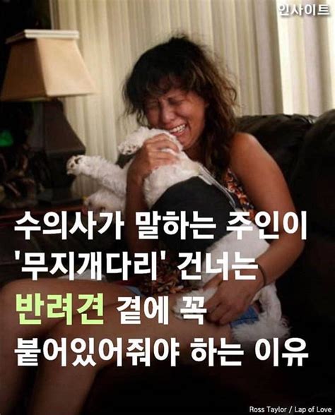 수의사가 말하는 주인이 무지개다리 건너는 반려견 곁에 꼭 붙어있어줘야 하는 이유 인스티즈 Instiz 이슈 카테고리