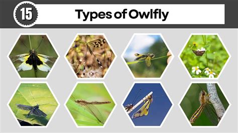 15 Types Of Owlfly Size Diet Lifecycle Identification With Picture