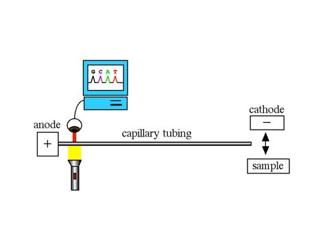 Sanger Sequencing Ppt