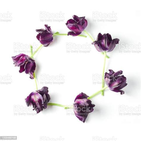 꽃의 둥근 프레임 봄 방학의 개념 진한 보라색 튤립 정사각형 프레임 0명에 대한 스톡 사진 및 기타 이미지 0명 3월 4월 Istock