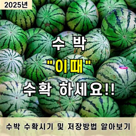2025년 수박 수확 시기 및 저장 방법 알아보기