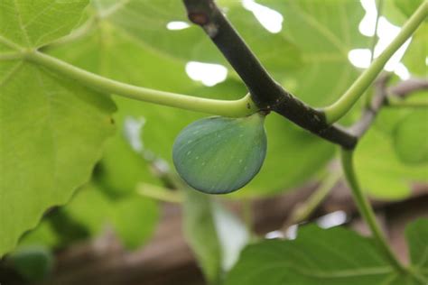 Sycone Images Browse 19 Stock Photos Vectors And Video Adobe Stock