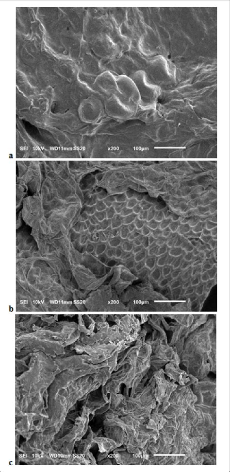 Scanning Electron Micrographs Of A Untreated High Ripened Purple Download Scientific Diagram