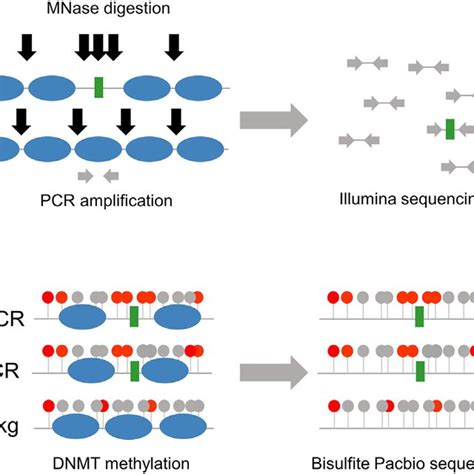 Experimental Workflows Of Mnase Iso And Dnmt Iso Download Scientific Diagram