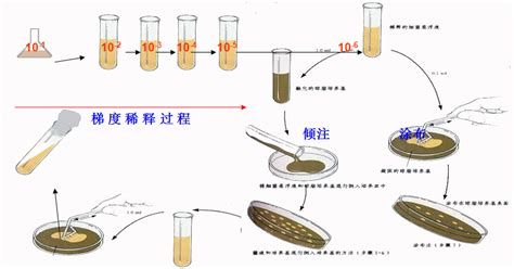 涂布稀释平板法 稀释涂布平板法 伤感说说吧