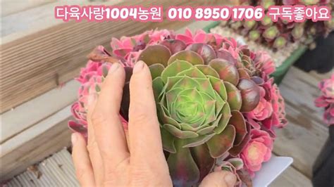 농장의 다녀왔어요 묵둥이들 군생 에어니옴 아가들 들어왔어요 Youtube