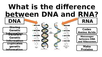 DNA Vs RNA PowerPoint By Science And Biology Resources TPT