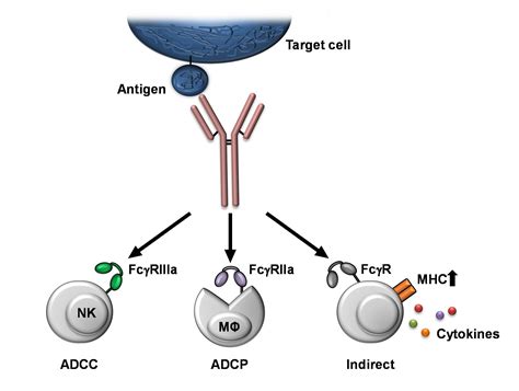 What Are Fc Receptors In Immunology At Betty Love Blog