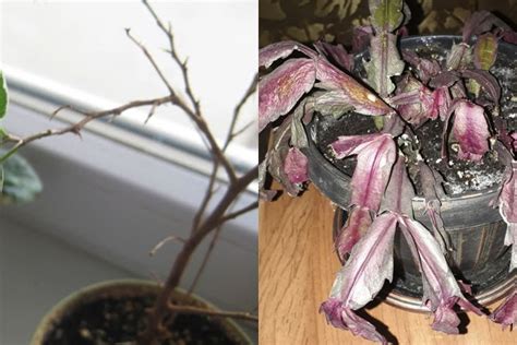 Як врятувати кімнатну рослину яка почала чахнути вянути та втрачати листя