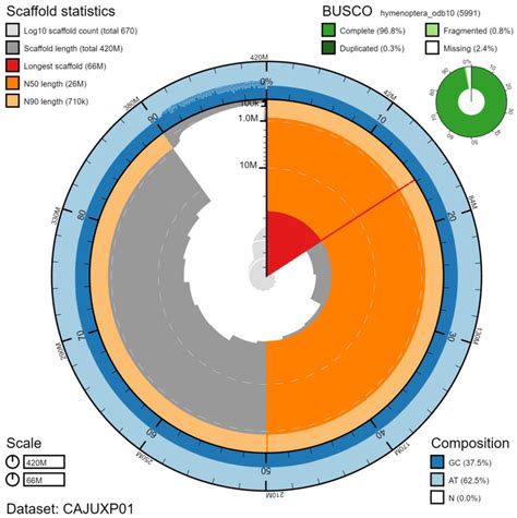 Genome Assembly Of Cerceris Rybyensis Iycerryby11 Metrics The