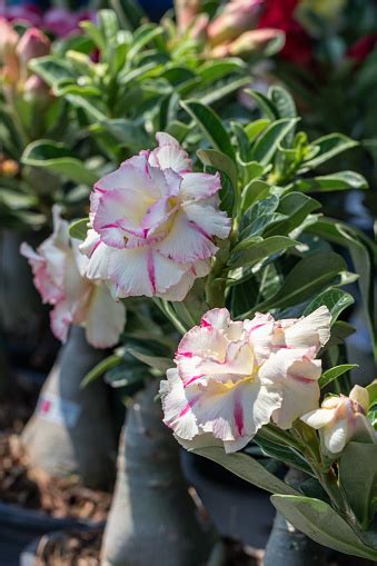 선택적인 초점 핑크와 화이트 아데늄 Obesum 꽃 정원에서 일반적인 이름은 사비 스타 쿠두 모의 진달래 임팔라 백합과 사막