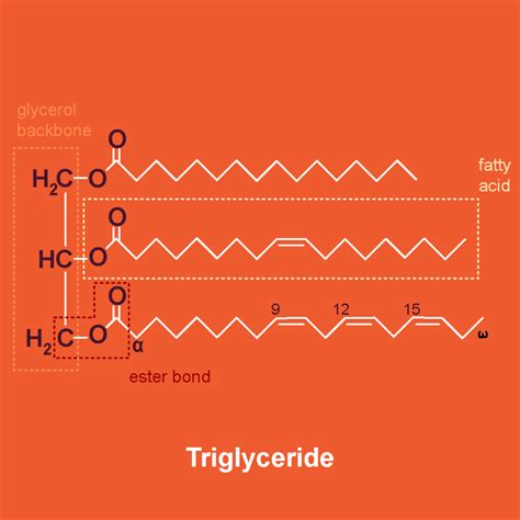 4 4 Lipids Biology And Chemistry For Human Biosciences