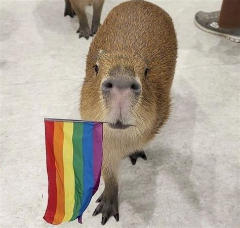 A King Among His Subjects R Capybara