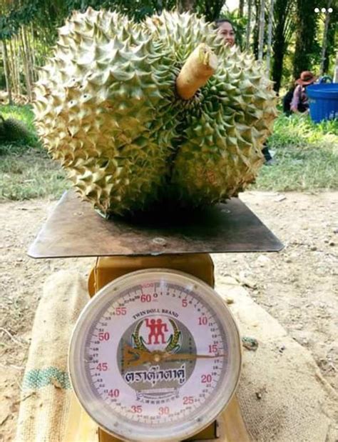 榴槤中的極品：貓山王！120元左右一斤，吃著有壓力啊！ 每日頭條