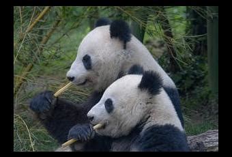 Cómo convertir una lista de diccionarios en un DataFrame de Pandas en Python Paperblog