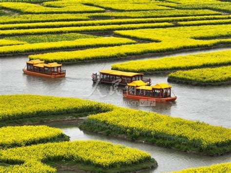 江苏泰州千垛油菜花迎来盛花期 人民图片网