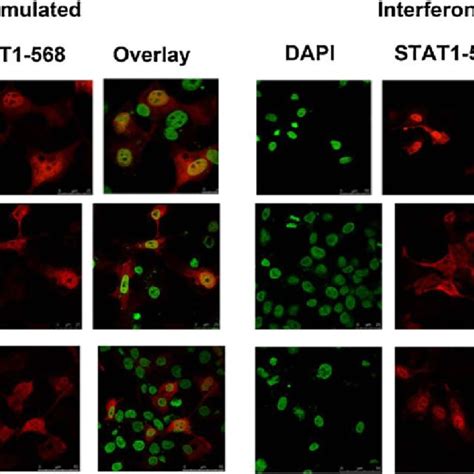Stat1 Dominant Negative And Loss Of Function Mutations The N Terminal Download Scientific