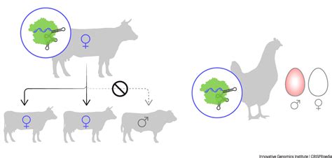 Crispr In Agriculture Innovative Genomics Institute Igi