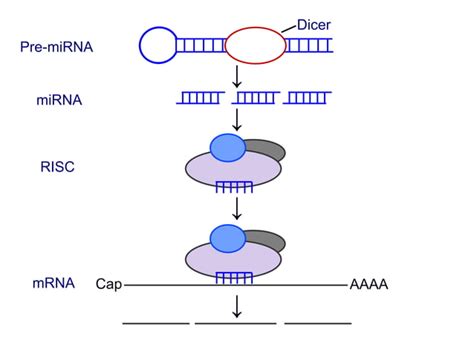 Rna Interference Ppt