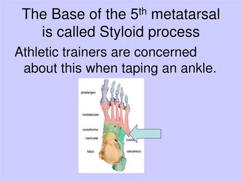 Styloid Process Foot