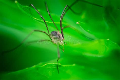 Harvestmen Waiting To Attack Its Prey Male Insect Stock Image Image