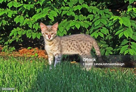 F4 회색 점박이 세르발 사바나 국내 새끼 고양이 0명에 대한 스톡 사진 및 기타 이미지 0명 가축 갈색 Istock