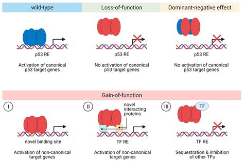 The Role Of P53 Signaling In Colorectal Cancer