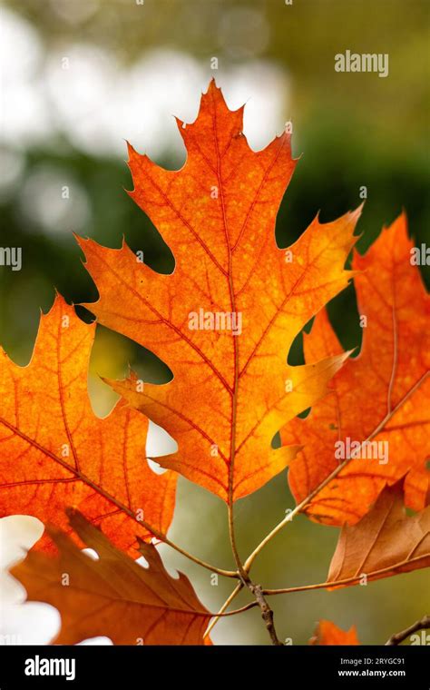 Red Leaves Of Northern Red Oak Quercus Rubra In The Autumn Red Oak