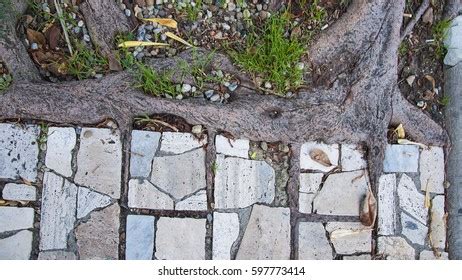 Tree Roots Breaking Through Rock Images Stock Photos D Objects Vectors Shutterstock